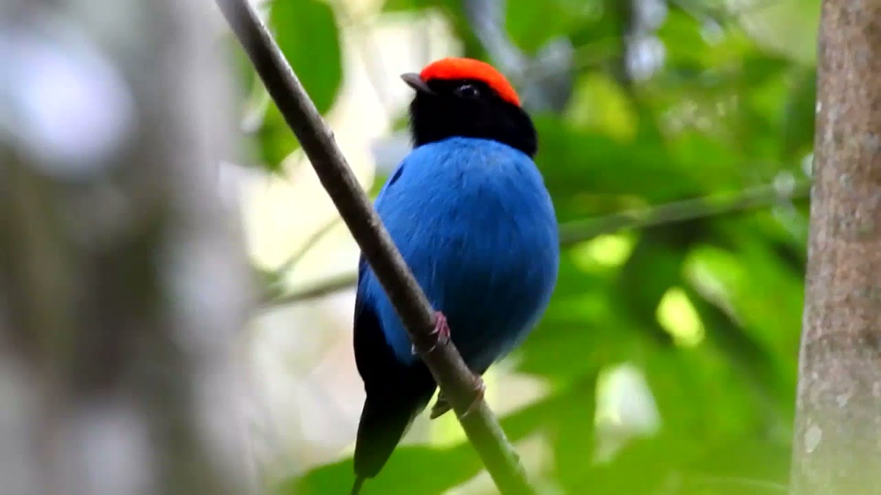 The Blue Manakin of Brazil (1080-60p) - YouTube