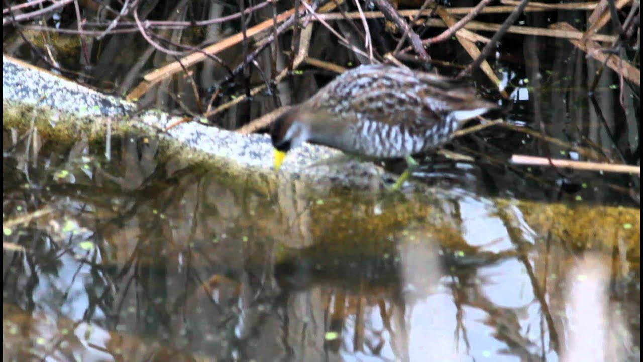 Sora rail - YouTube