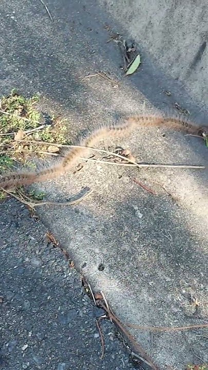 Caterpillars on the move - Australian Wildlife - YouTube