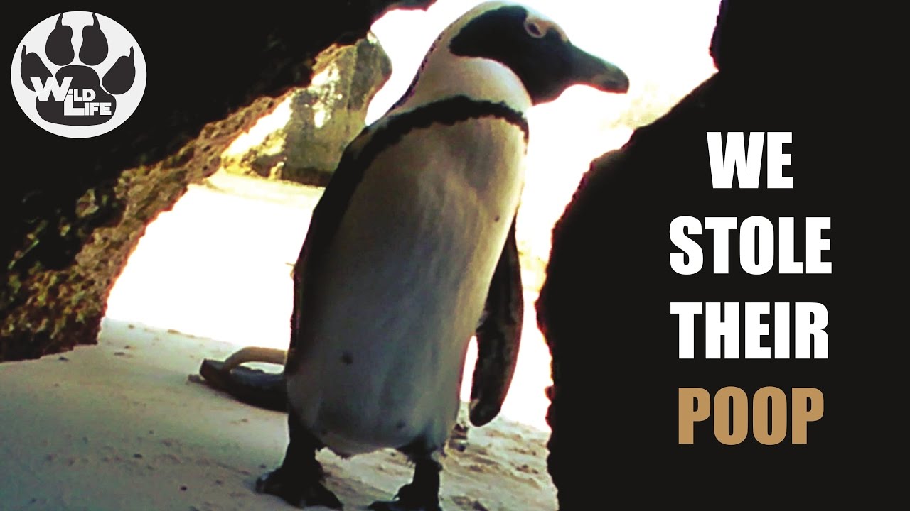 Plight of the African Penguin | WE STOLE THEIR POOP - YouTube