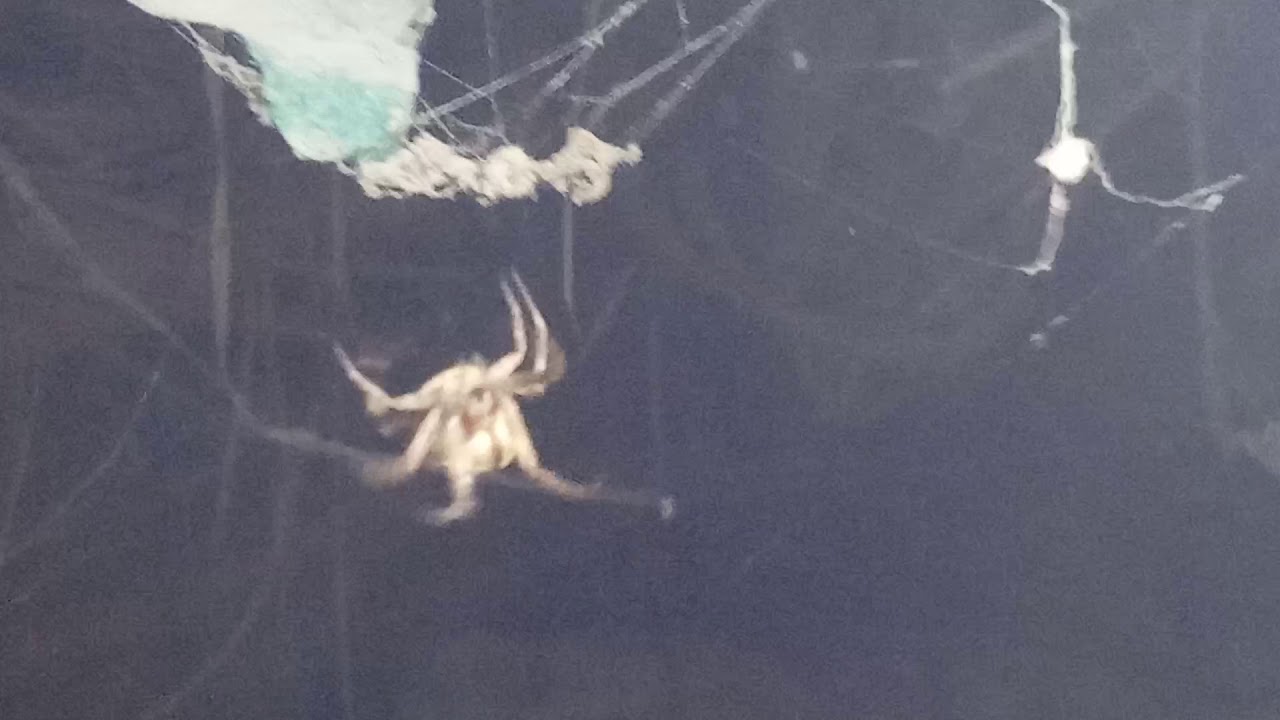 Spider ka jal bunana - YouTube