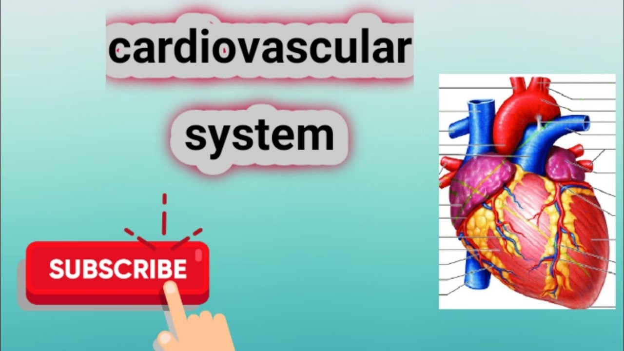 Cardiovascular system Human heart in easy explain cardiovascular system ...
