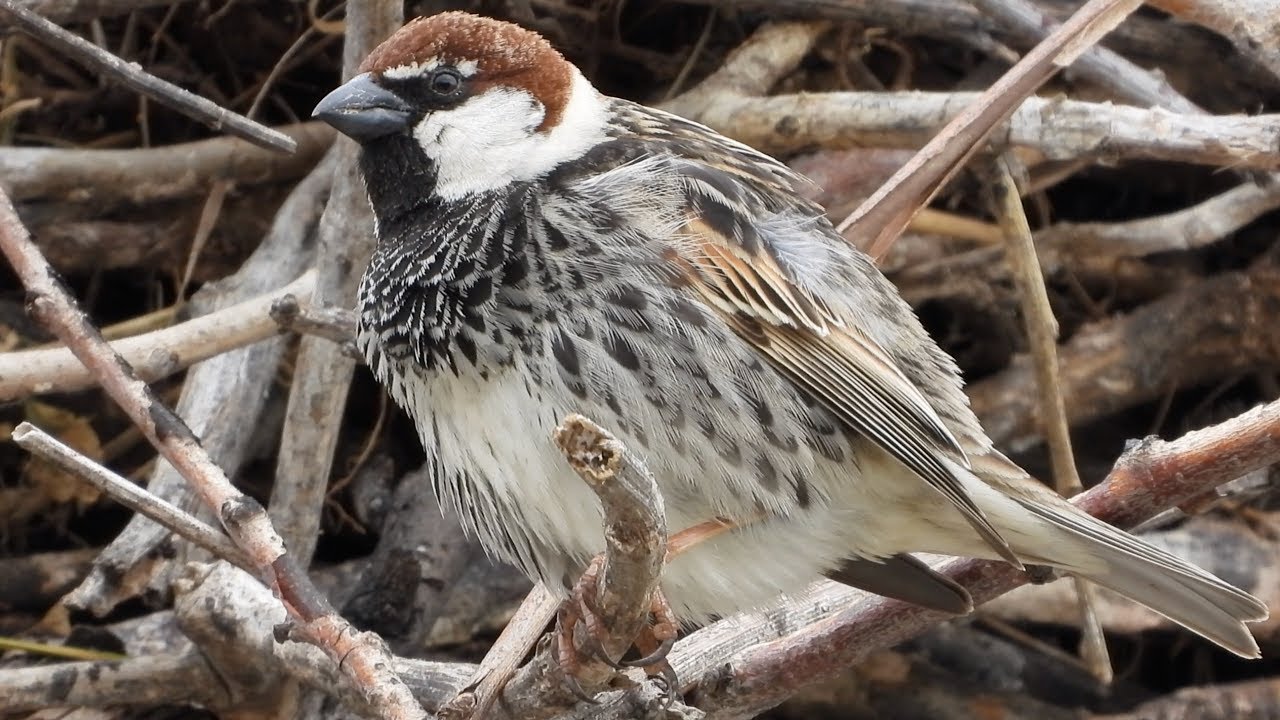 Spanish sparrows. Weidensperlinge. Kerkini Lake, Greece - YouTube