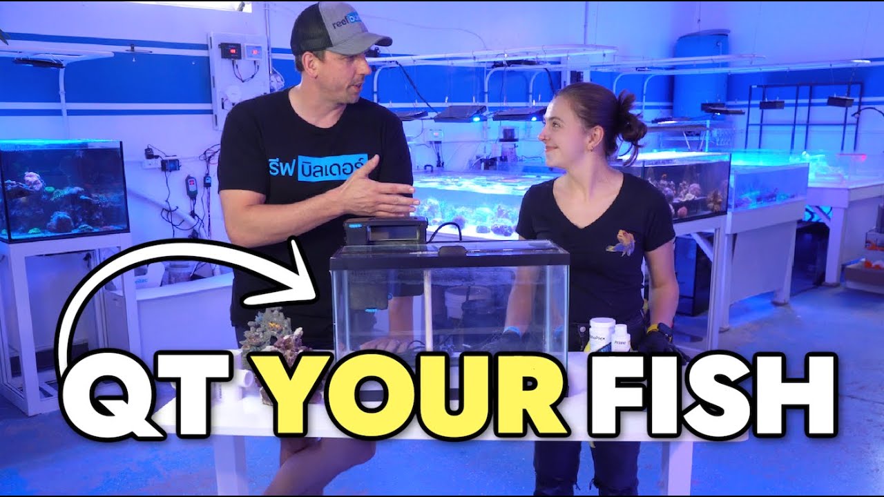Setting Up An EASY Saltwater Quarantine Observation Tank - YouTube