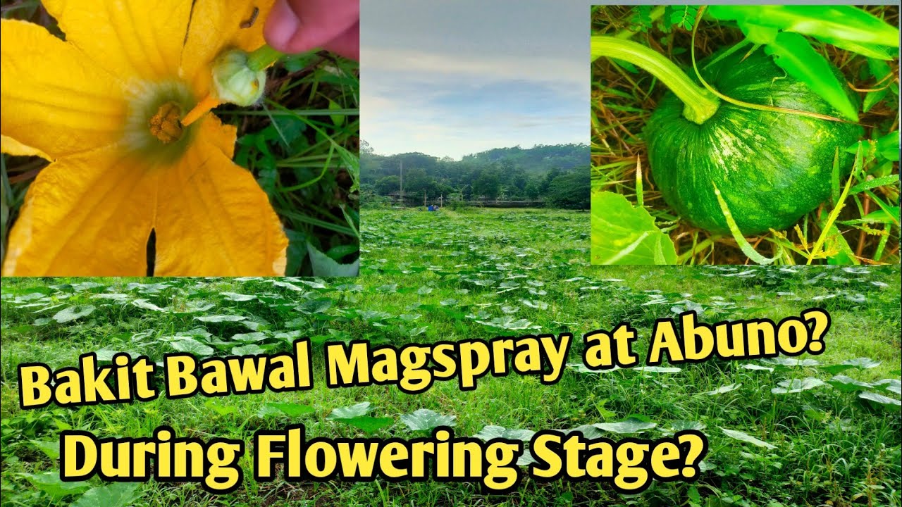 PAANO MAG MANUAL POLLINATION NG KALABASA? - YouTube