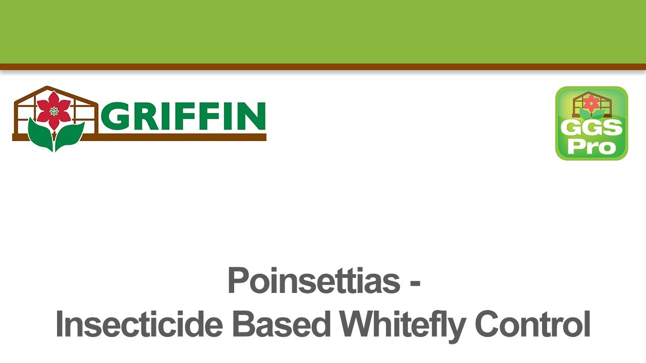 Poinsettias Insecticide Based Whitefly Control - YouTube
