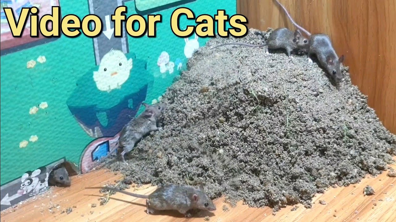 CAT GAMES - Catching Mice! Entertainment Video for Cats to Watch | CAT ...