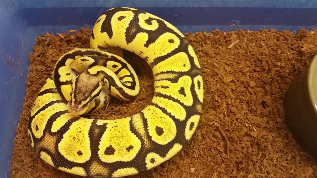 New bedding (Herptopia/Reptile Prime) update video 2 and a few snakes ...