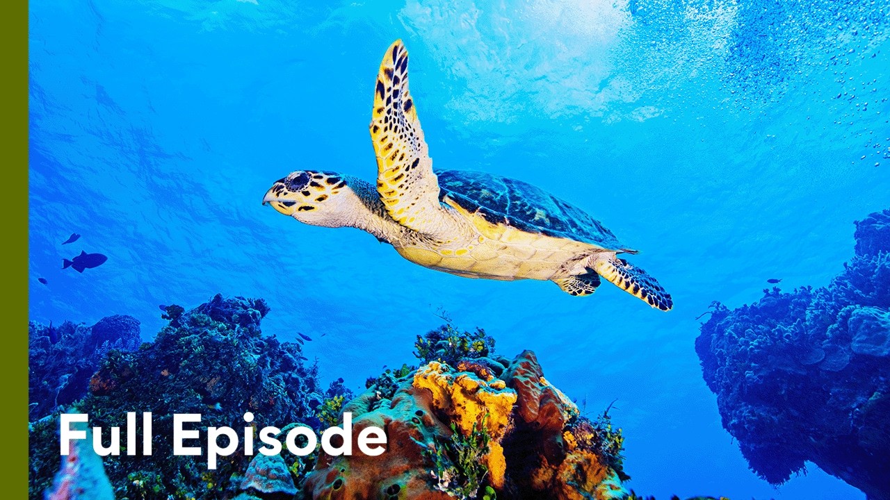 Belize’s Deadly Hidden Marine World | Great Blue Wild 104 - YouTube