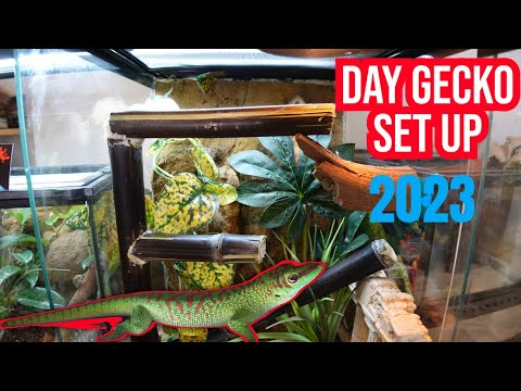 Simple Day Gecko Set Up! Phelsuma grandis - YouTube