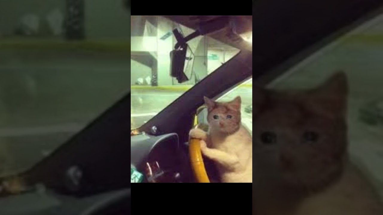 Driver Cat 49 🐱 - YouTube