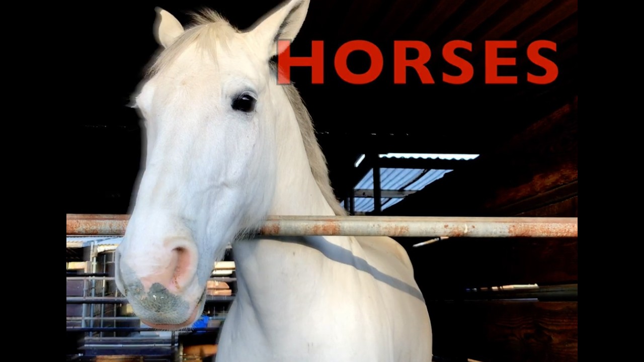 ALPHABET ANIMALS / PHONICS / HORSES / NAMES & More / YEAR of the HORSE ...