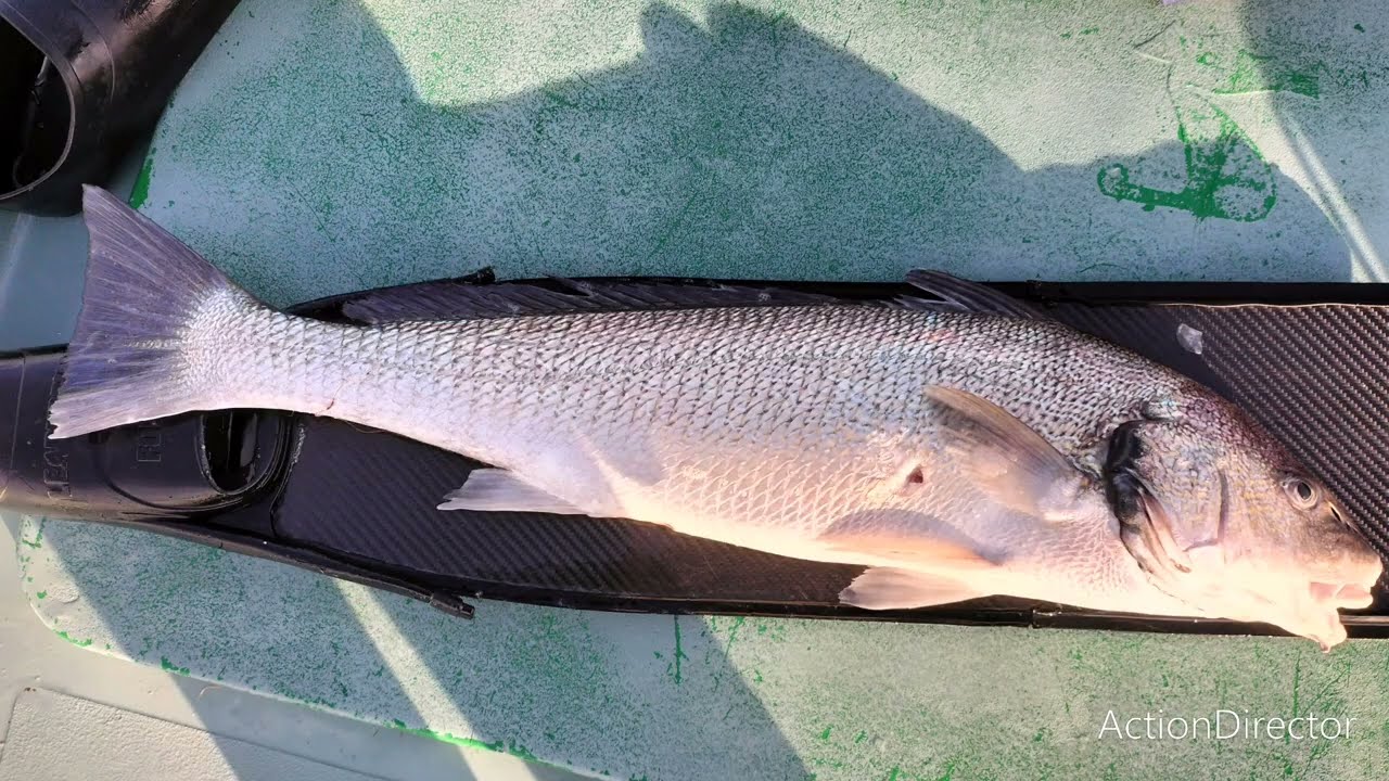 OMBRINA EXTRA-LARGE (Umbrina Cirrosa) - YouTube