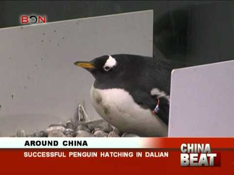 Successful Penguin Hatching in Dalian-China Beat 1208 - BON TV - YouTube