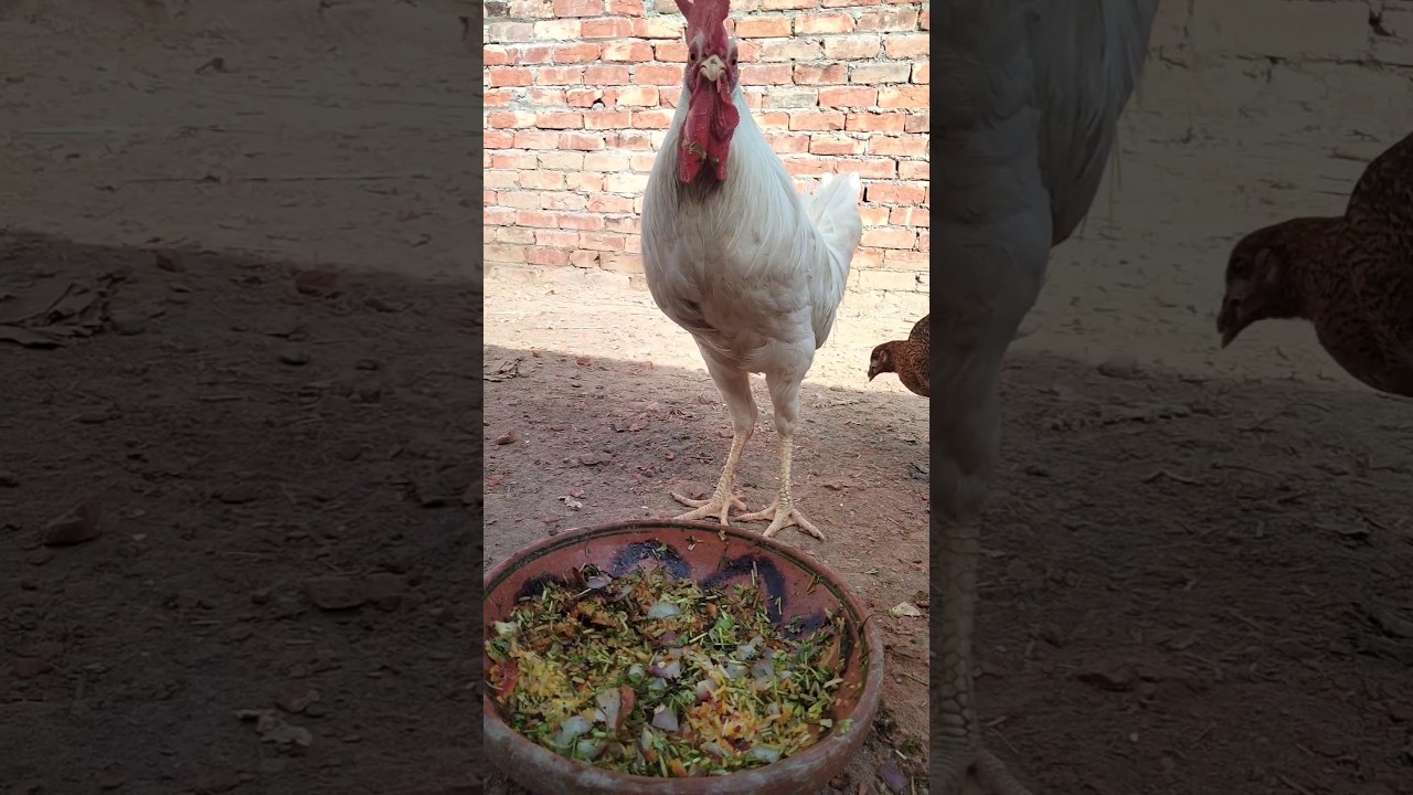 Aqaa Ka Milaad Aya | Viral Hens and Ducks🦆 #viralshort #ducks #pets # ...