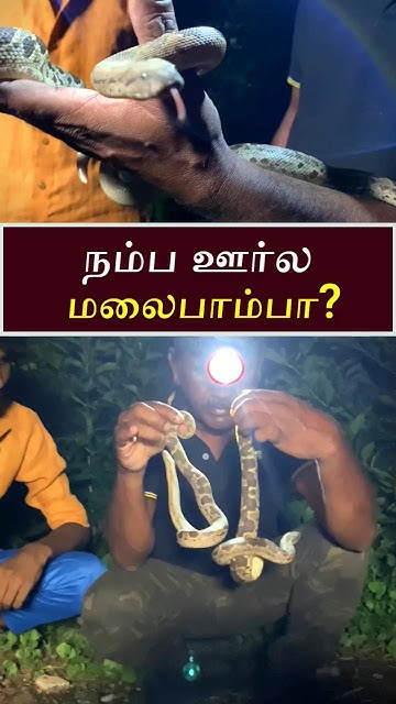 நம்ம ஊர்ல மலைபாம்பா ? || PYTHON SNAKE IN OUR VILAGE ? || SHORTS - YouTube