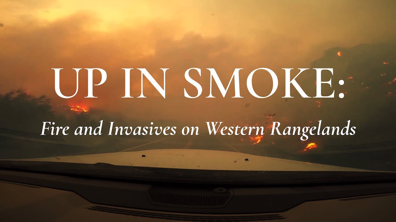 Up In Smoke: Fire and Invasives on Western Rangelands - YouTube