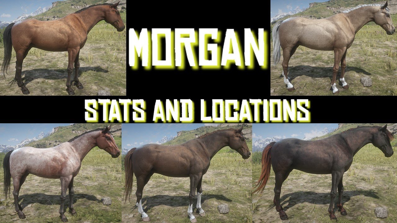 MORGAN LOCATIONS & BASE STATS | RED DEAD REDEMPTION 2 - YouTube