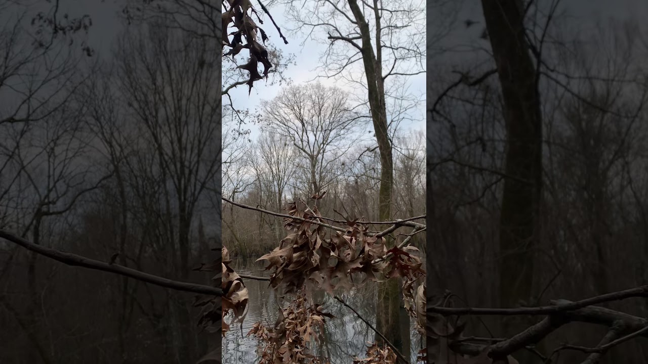 Singleton Game Calls Cutdown in the woods - YouTube