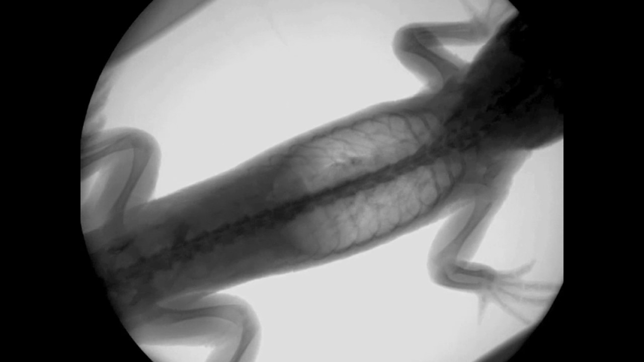 XROMM: Alligator Breathing: X-Ray Movie 1 - YouTube