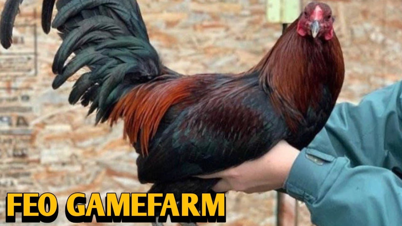 Black Mcrae Hatch Grey - FEO FARM - YouTube
