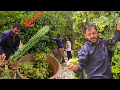 A Beautiful Day of Harvesting Wild Figs & Grapes 🍇 | Mountain Life i Iran