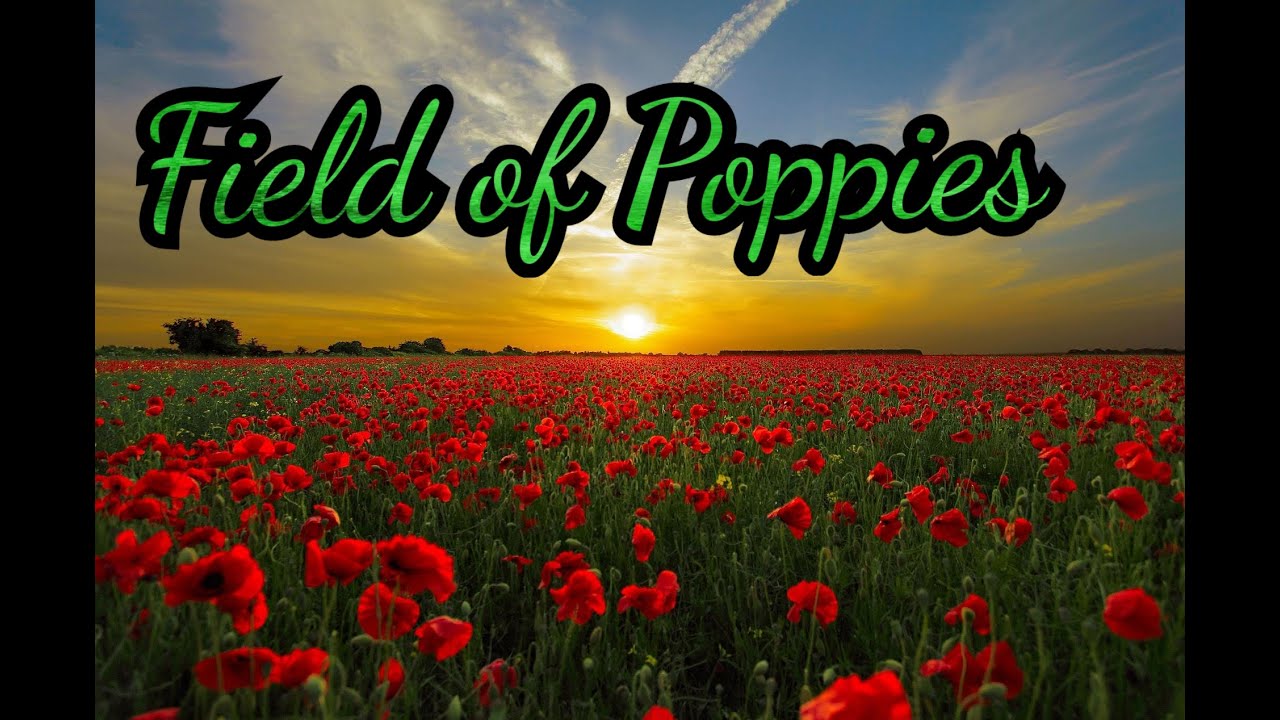 Field of Poppies / Poppy Field / Beauty of Poppy Field with Relaxing ...
