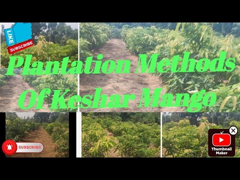 Plantation methods of keshar mango - YouTube