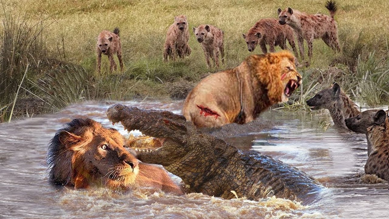 The Best Of Wild Animals Attacks - Most Amazing Moments And Battles ...