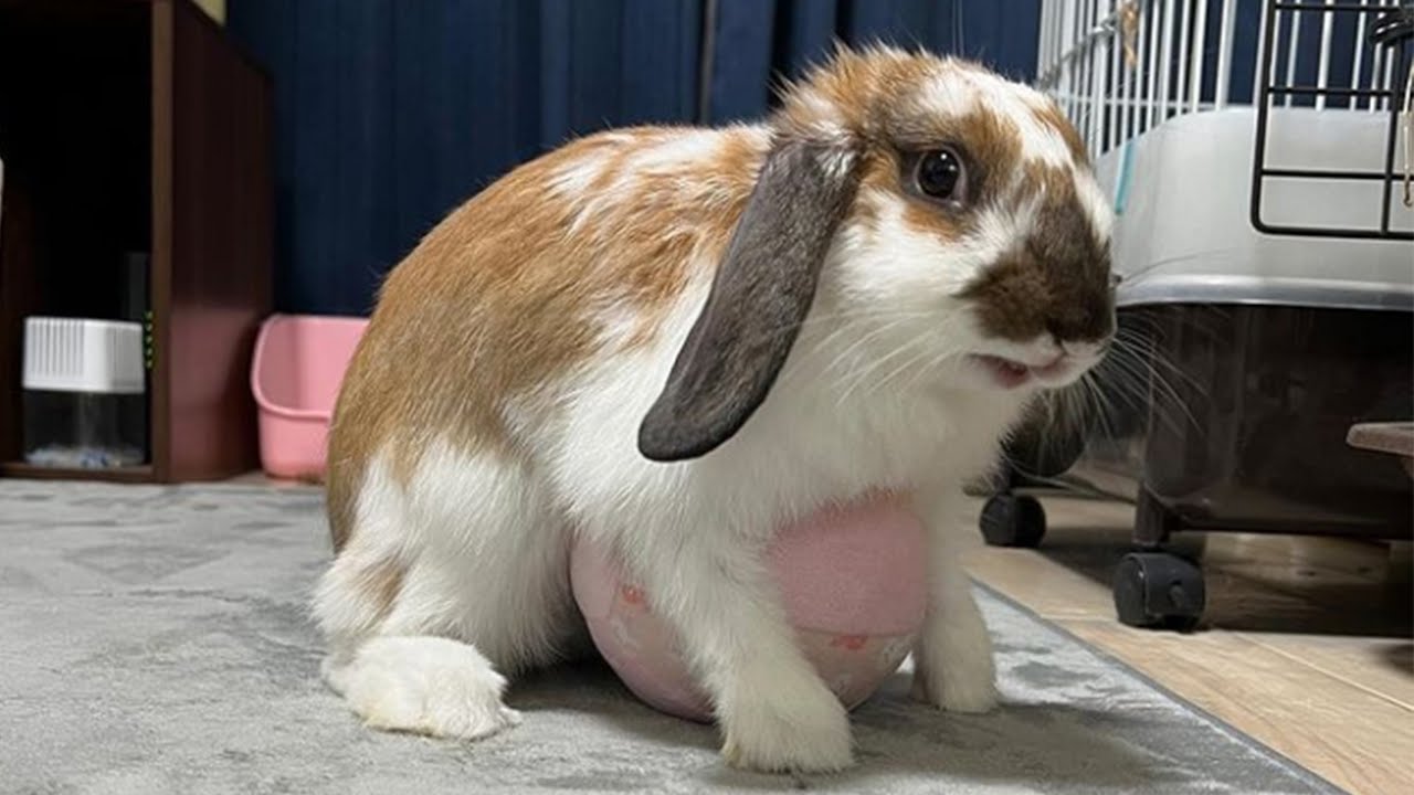 Funniest Rabbit Videos Weekly Compilation (2022) - YouTube