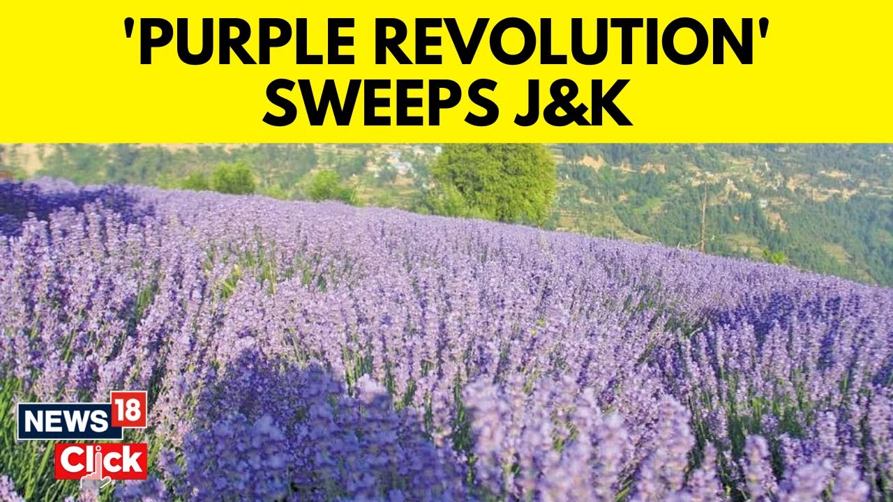 Purple Revolution | Lavender Farming | Jammu And Kashmir Lavender ...
