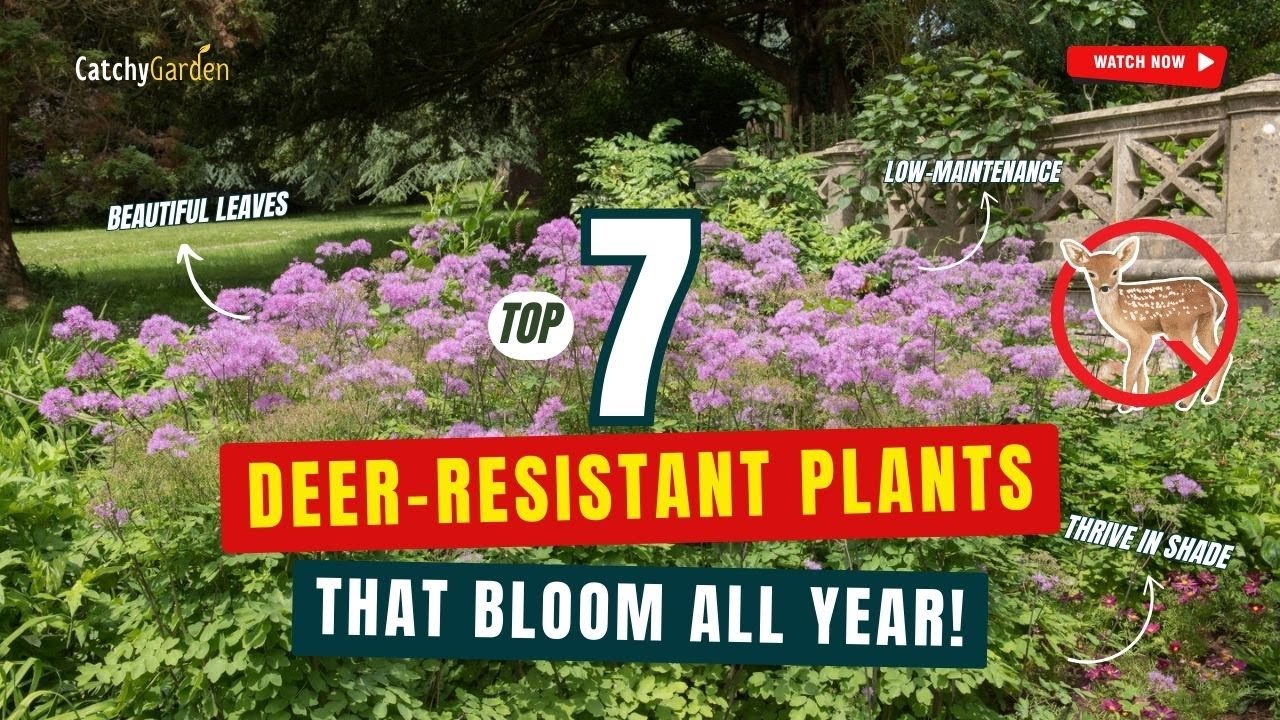 Deer Resistant Low Maintenance Shrubs Deer Resistant Shrubs | Garden
