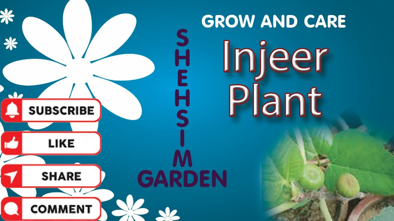 How to grow and care of Injeer Plant | Fig Plant - YouTube