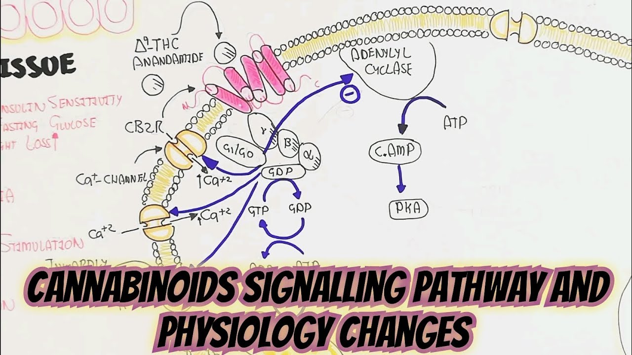 Cannabinoids Effects And Signalling Pathway @umerfarooqbiology7083 ...