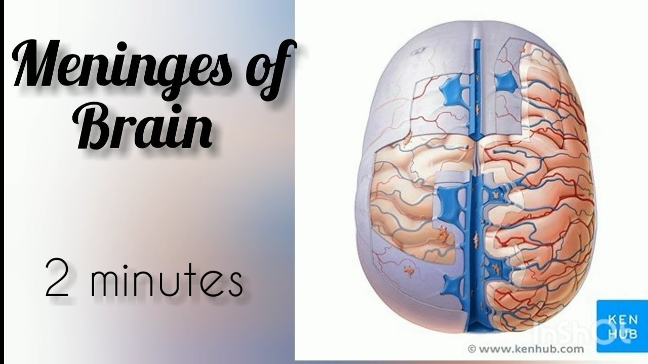 Meninges of brain in two minutes || EASY ANATOMY || - YouTube