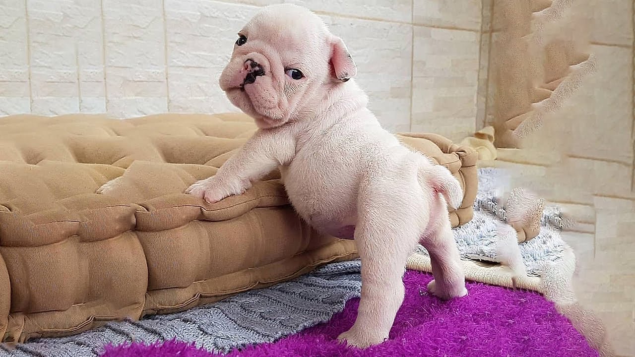 AWW CUTE BABY ANIMALS Videos Compilation Funniest and cutest moments of ...