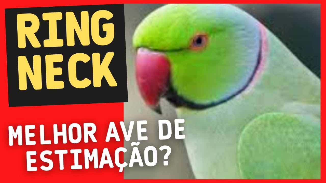 Ring Neck - é a melhor ave de estimação? fatos e curiosidades - YouTube