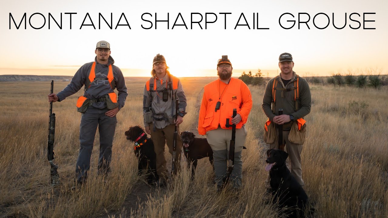 OUR FIRST TIME SERIOUSLY TARGETING SHARPTAIL GROUSE! - MONTANA ...