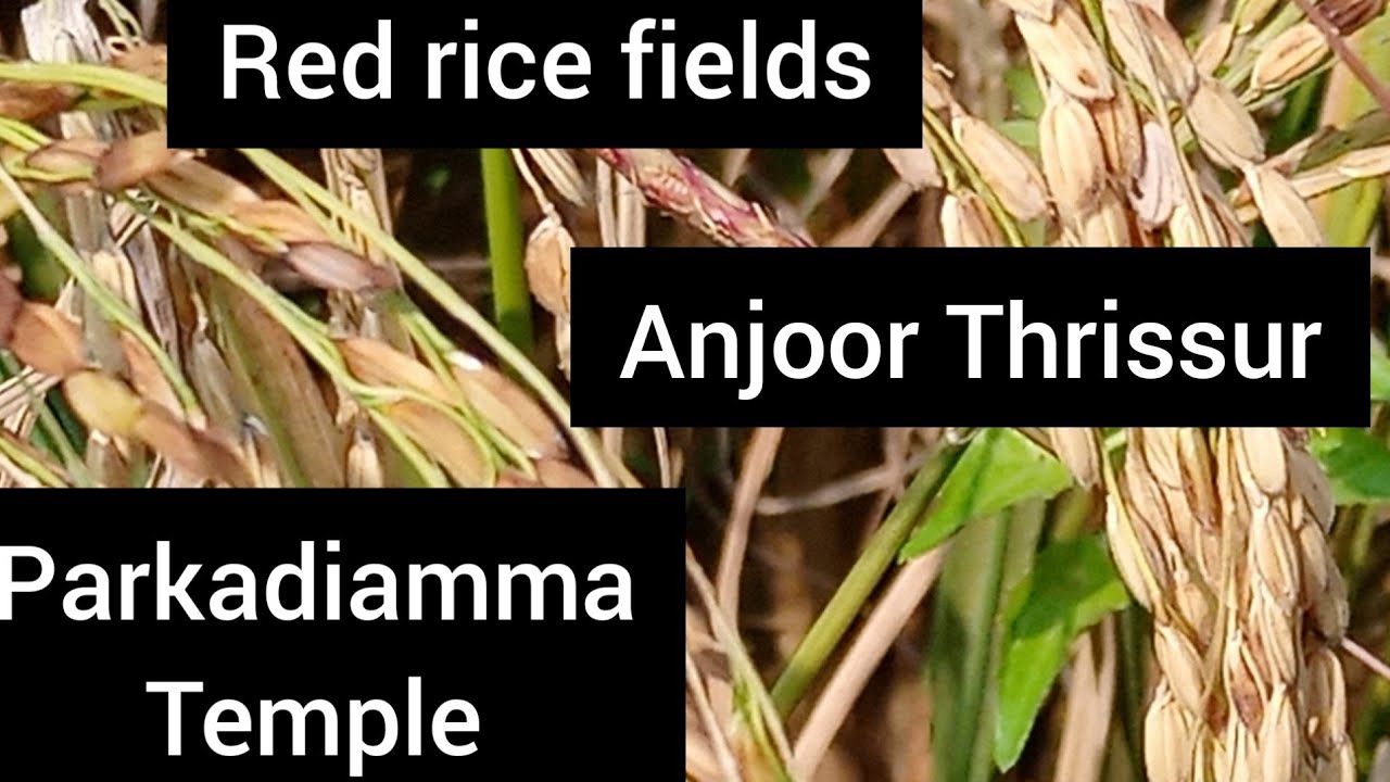 Red rice field#parkadiyammatemple# anjoor thissur#Redricefield# - YouTube