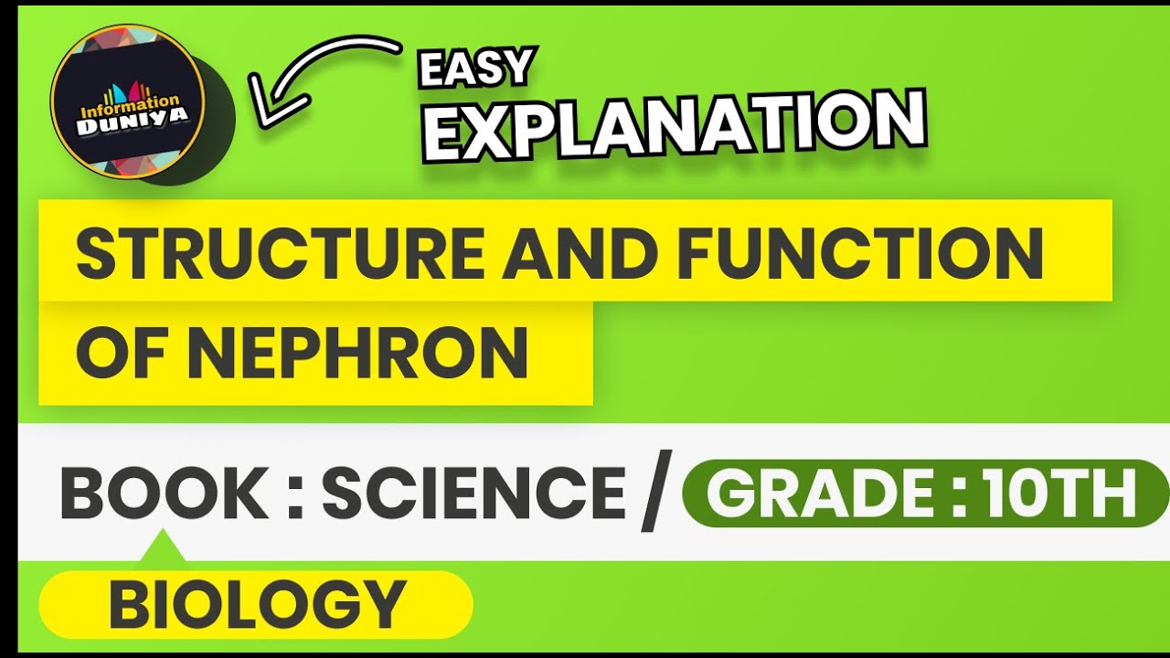 structure and function of nephron | structure and function of nephron ...