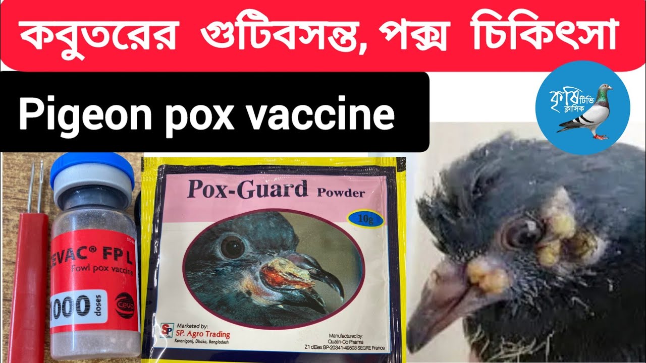 কবুতরের পক্স চিকিৎসা।পক্স ভ্যাকসিন।গুটি বসন্ত।Pigeon pox vaccine. - YouTube