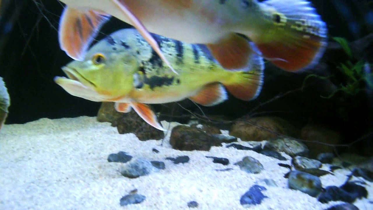 2015-12-30 Diving with cichla ocellaris - YouTube