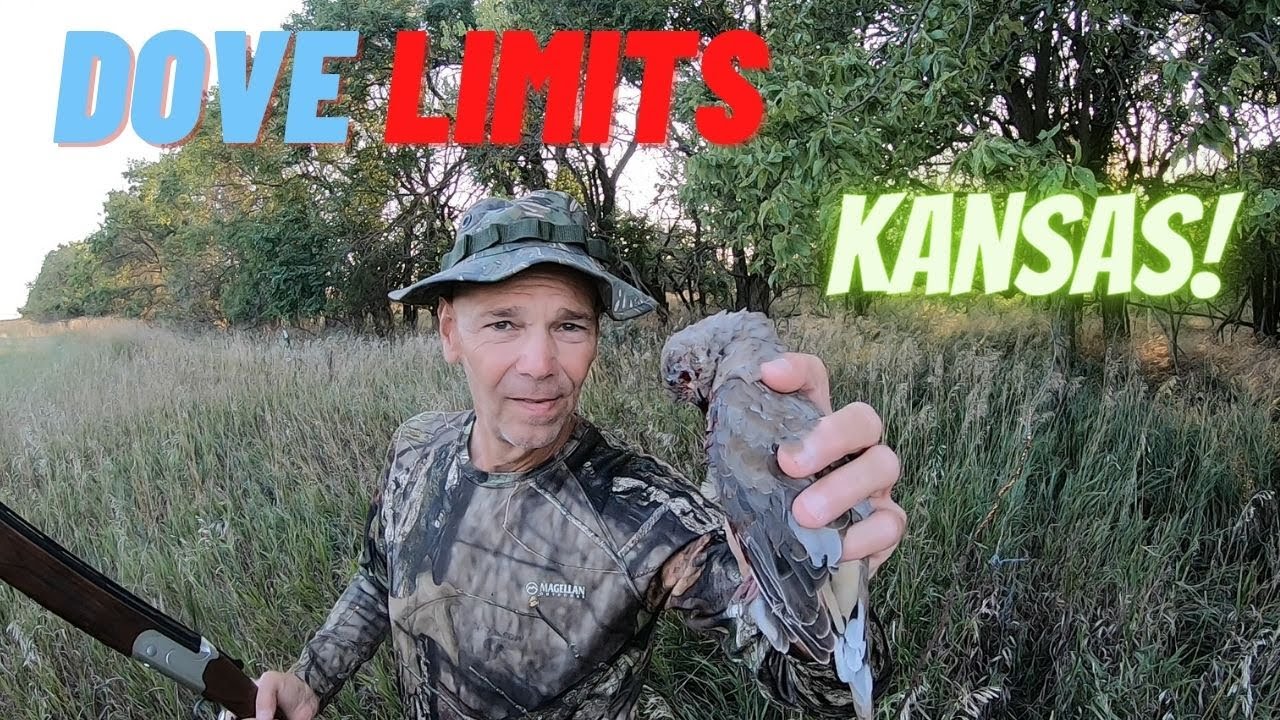 Dove Hunting has Been Awesome Kansas hunting - YouTube