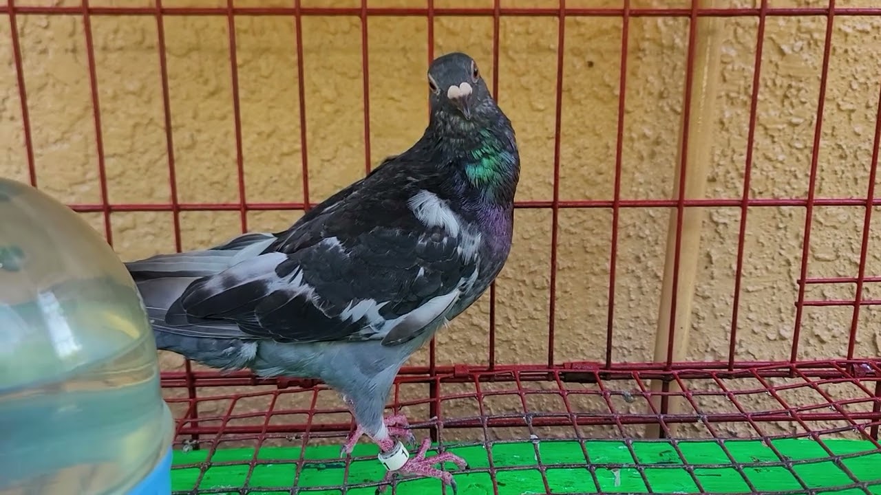 Update on the recovery of this 2022 Racing Homer. - YouTube