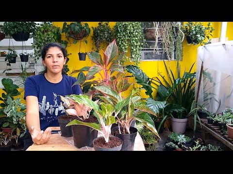 Planta Maravilhosa É Essa 😀MUITO FÁCIL CULTIVO 😍💚E A ESCOLHIDA DO IGOR ...