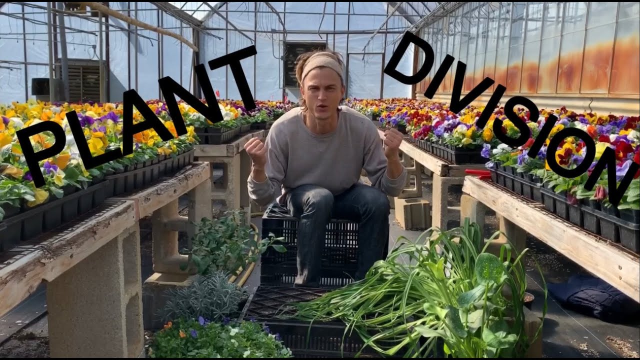 Plant Division & Propagation: How to Propagate vía Division - YouTube