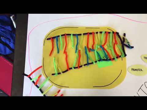 Protein Synthesis Project - YouTube