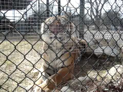 Sultan, the burping tiger - YouTube