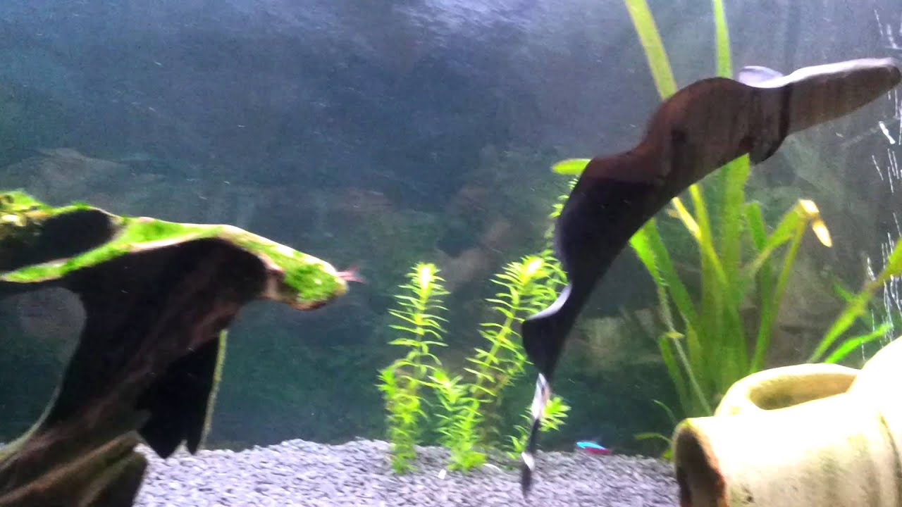 Mesvis...30 cm - YouTube