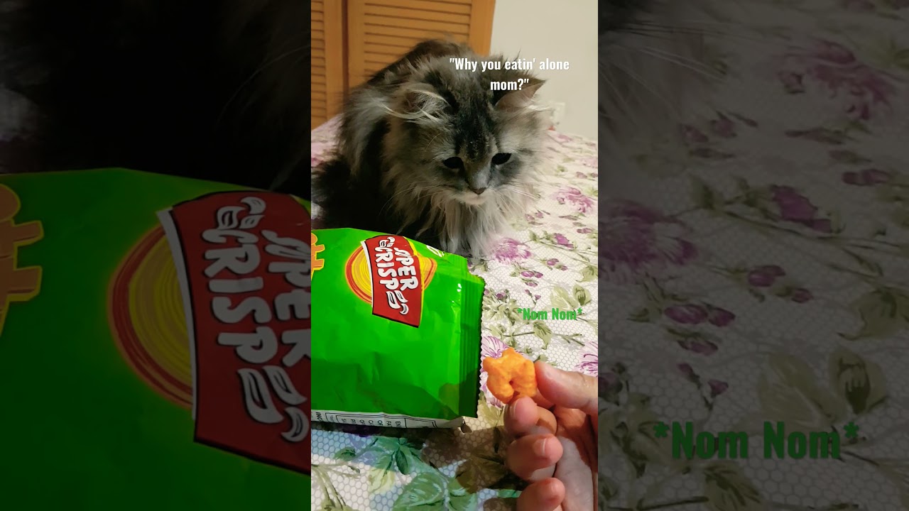 Catty Chins: Fluffy wants nom noms - YouTube